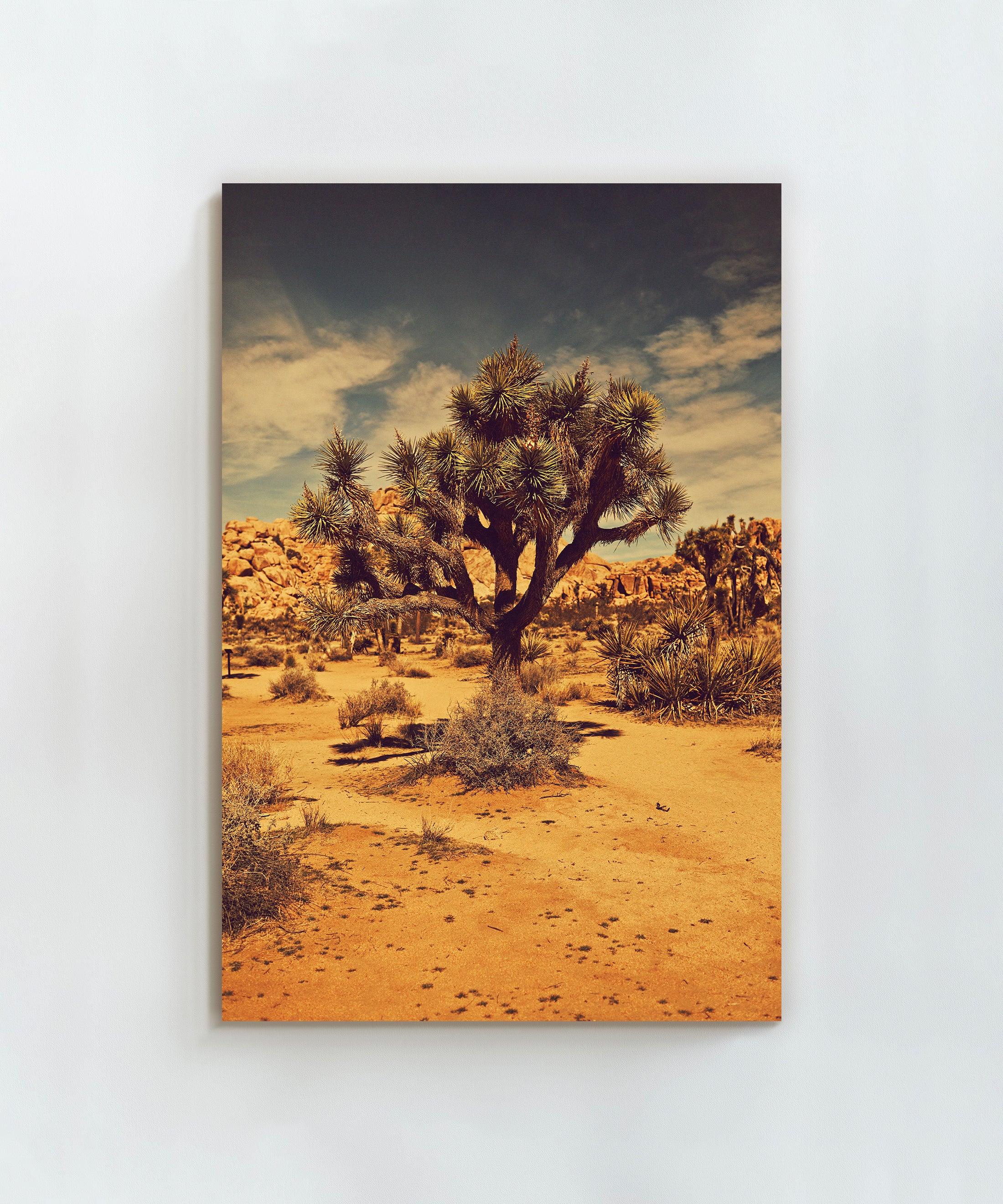 Joshua Tree Landscape #5 by Zachary C. Bako – HeadWestStudio