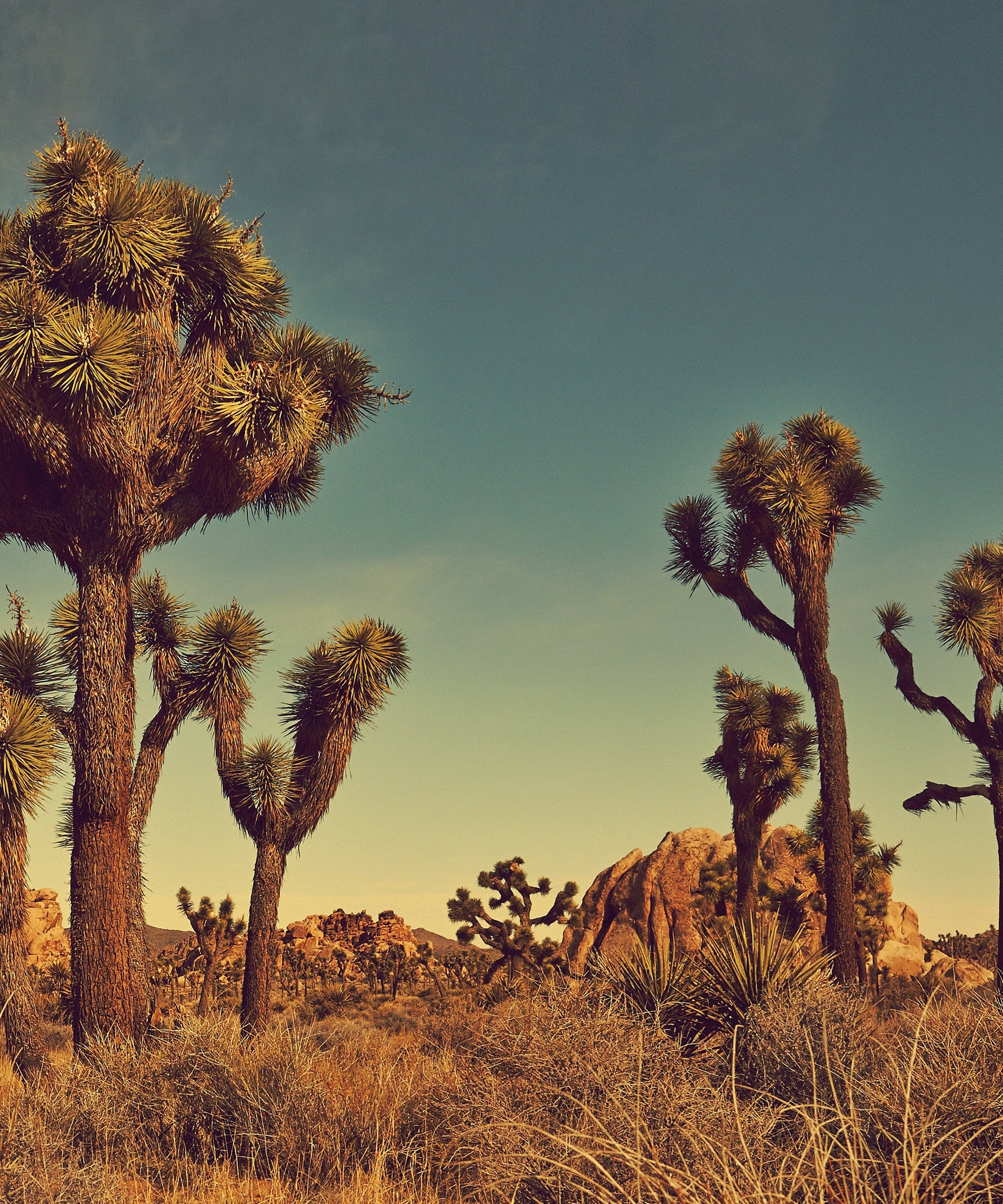 Joshua Tree Landscape #1 by Zachary C. Bako – HeadWestStudio