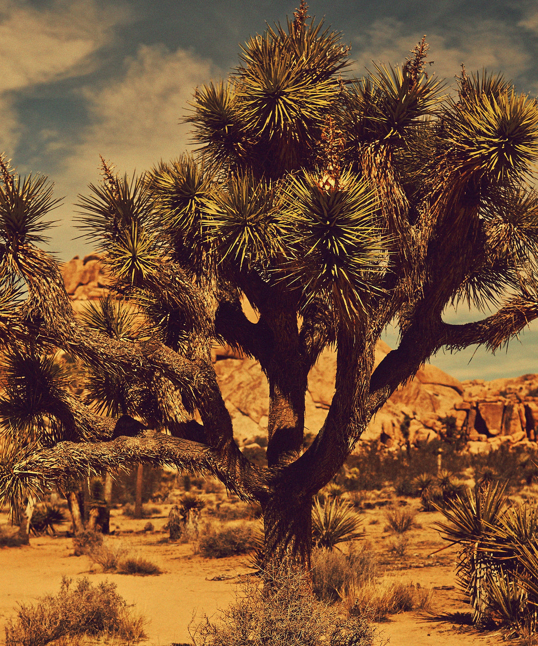 Joshua Tree Landscape #5 by Zachary C. Bako – HeadWestStudio